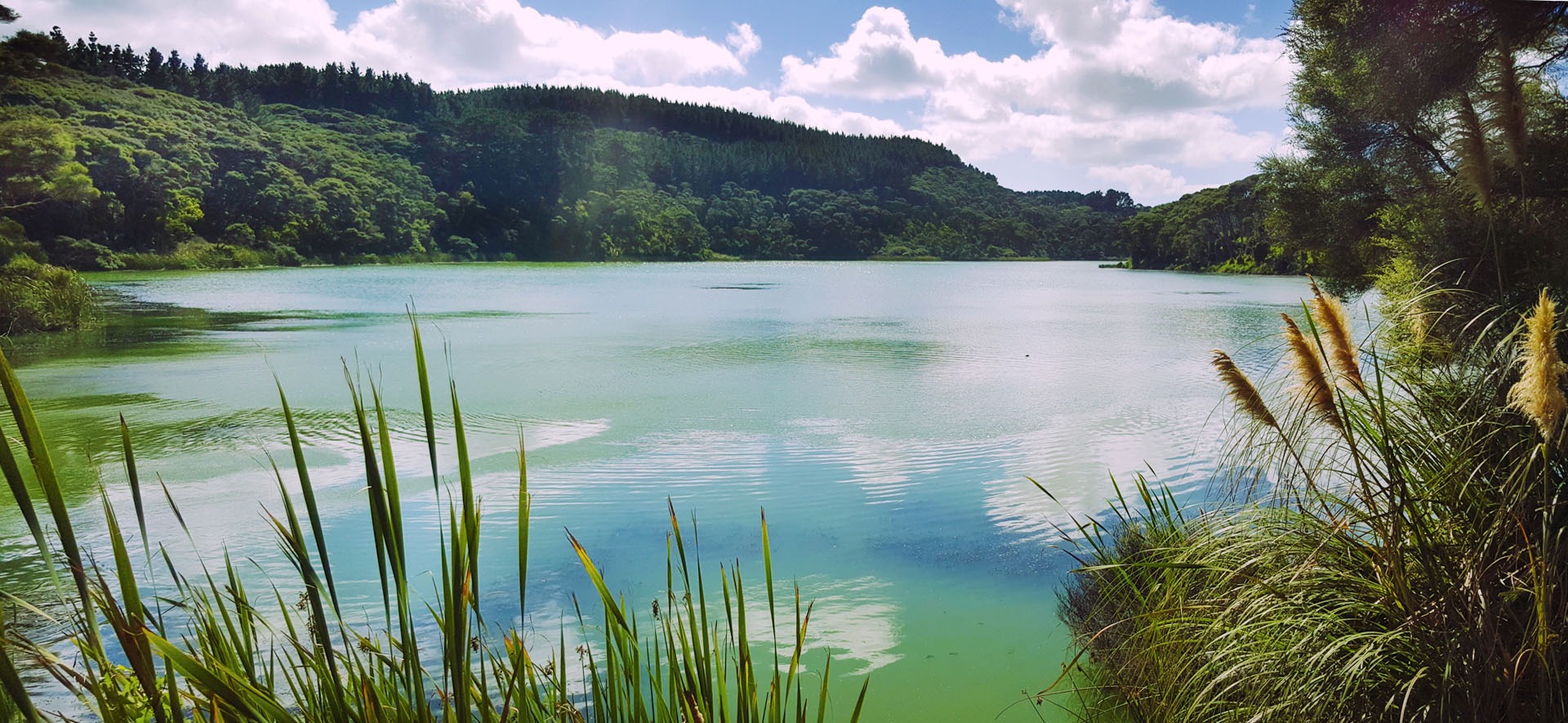 Ngahere - Kaipara Commercial